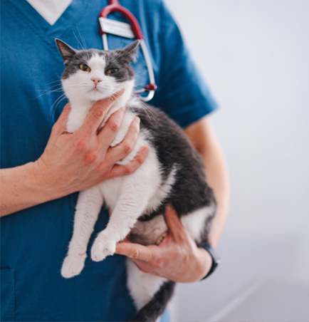 Mobile Veterinary Software | Provet Cloud